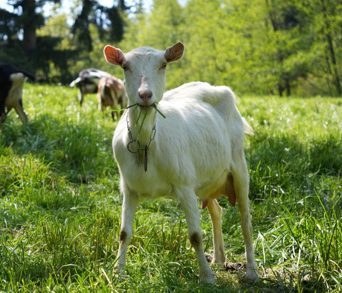 6 Things The Dairy Haters Forgot to Tell You – Mt. Capra